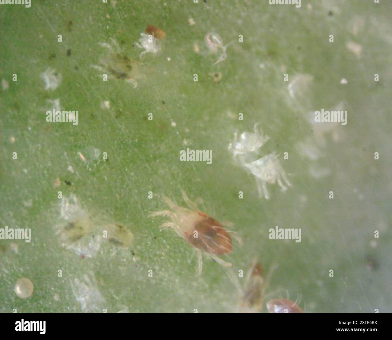 Twospotted Spider Mite (Tetranychus urticae) Arachnida Stock Photo - Alamy