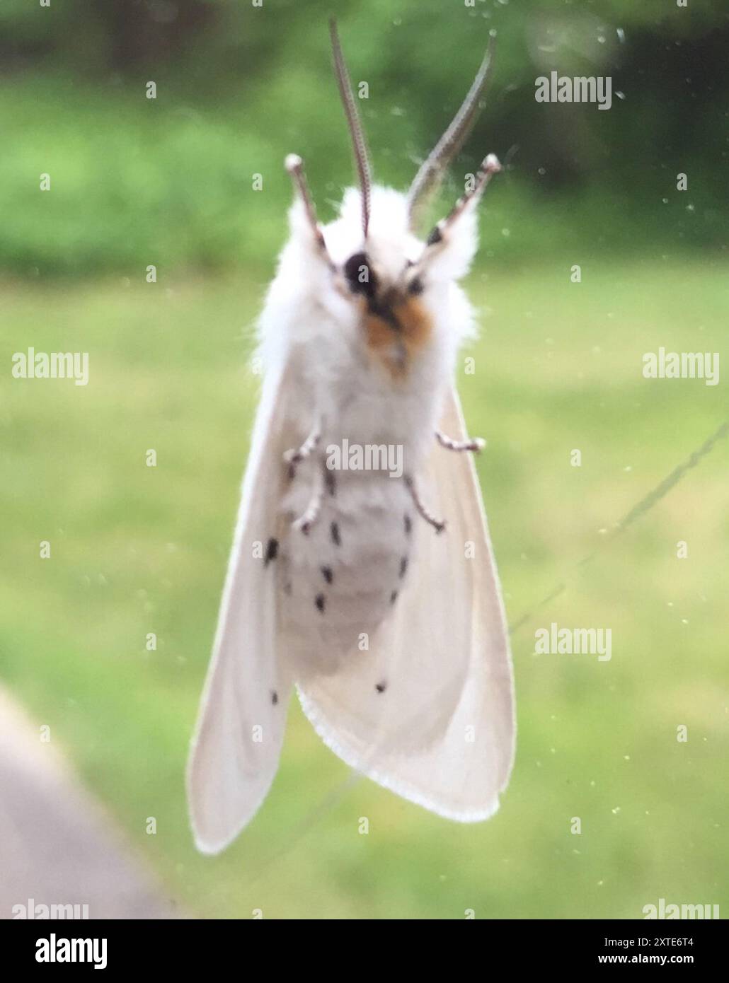 Virginian Tiger Moth (Spilosoma virginica) Insecta Stock Photo - Alamy