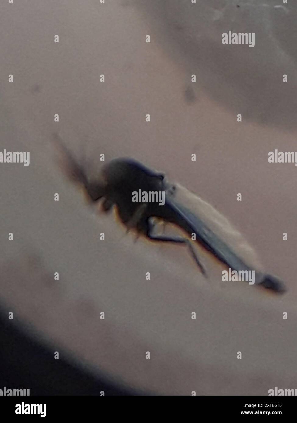 Non-biting Midges (Chironomidae) Insecta Stock Photo - Alamy
