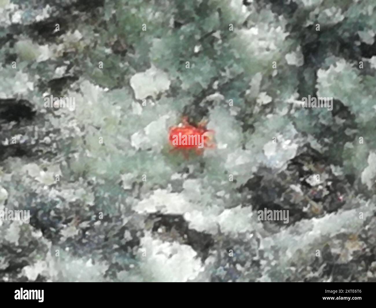 Trombidiform Mites (Trombidiformes) Arachnida Stock Photo - Alamy