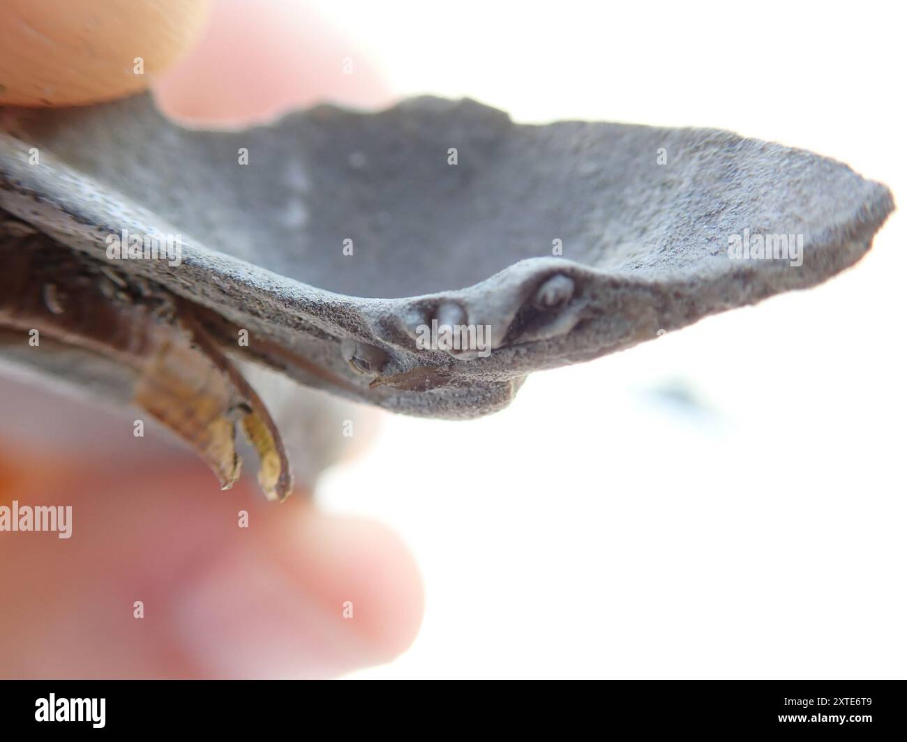 Pacific Littleneck Clam (Leukoma staminea) Mollusca Stock Photo - Alamy