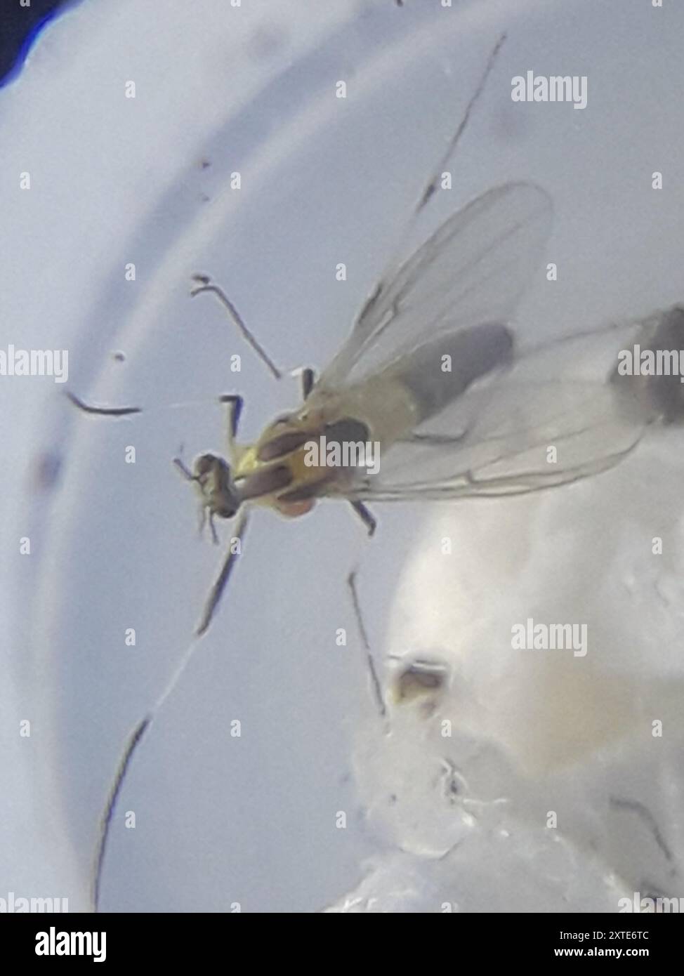 Non-biting Midges (Chironomidae) Insecta Stock Photo - Alamy