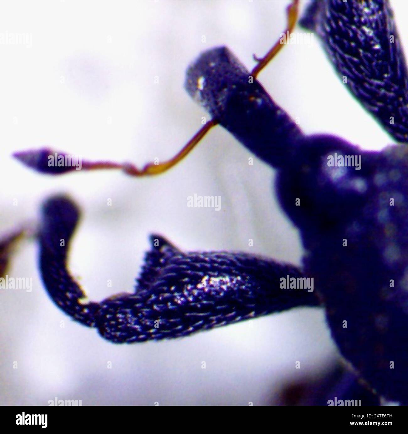 Yellow Poplar Weevil (Odontopus calceatus) Insecta Stock Photo - Alamy