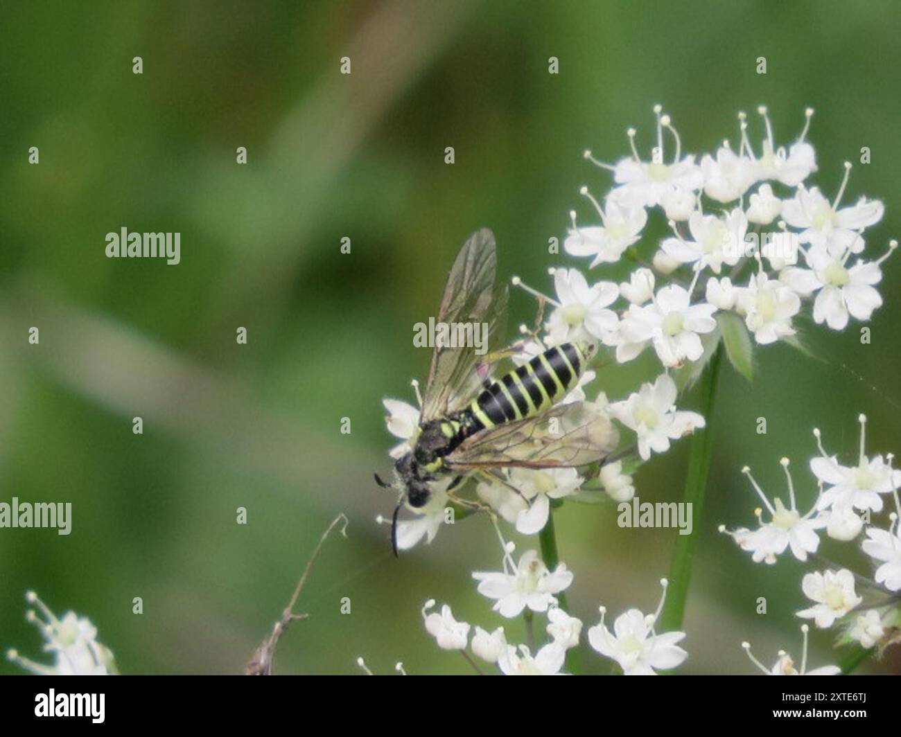 Clover sawfly hi-res stock photography and images - Alamy