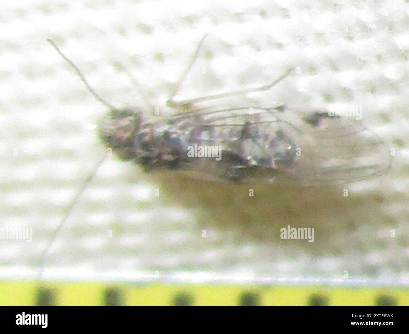 Common Barklice (Psocidae) Insecta Stock Photo - Alamy