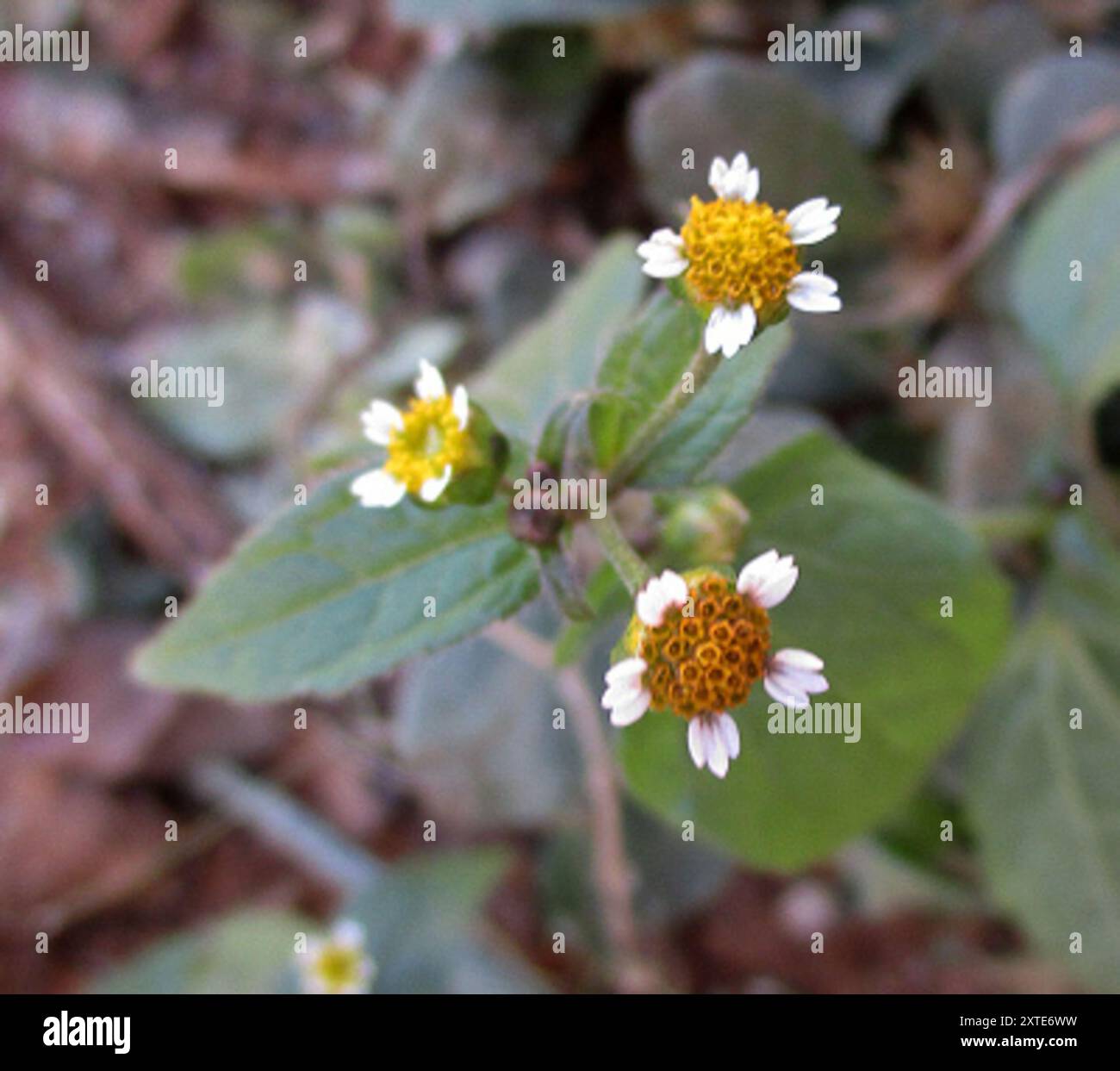 Gallant Soldier (Galinsoga parviflora) Plantae Stock Photo - Alamy