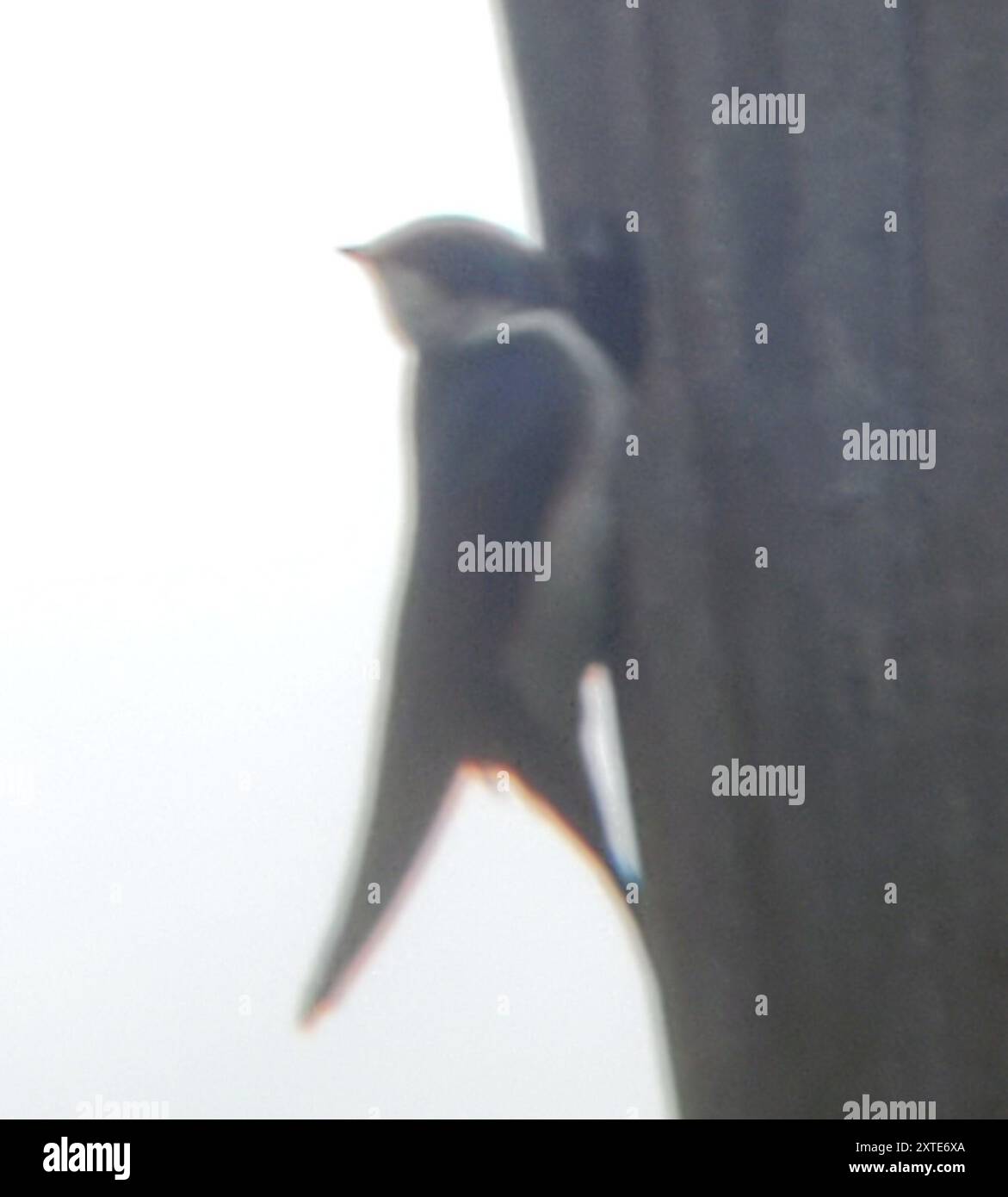 Tree Swallow (Tachycineta bicolor) Aves Stock Photo - Alamy