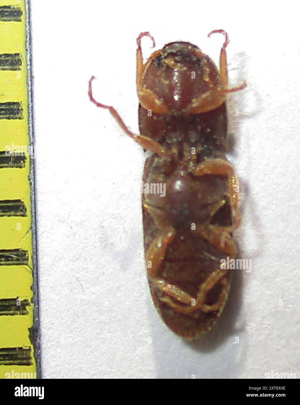 Click Beetles (Elateridae) Insecta Stock Photo - Alamy