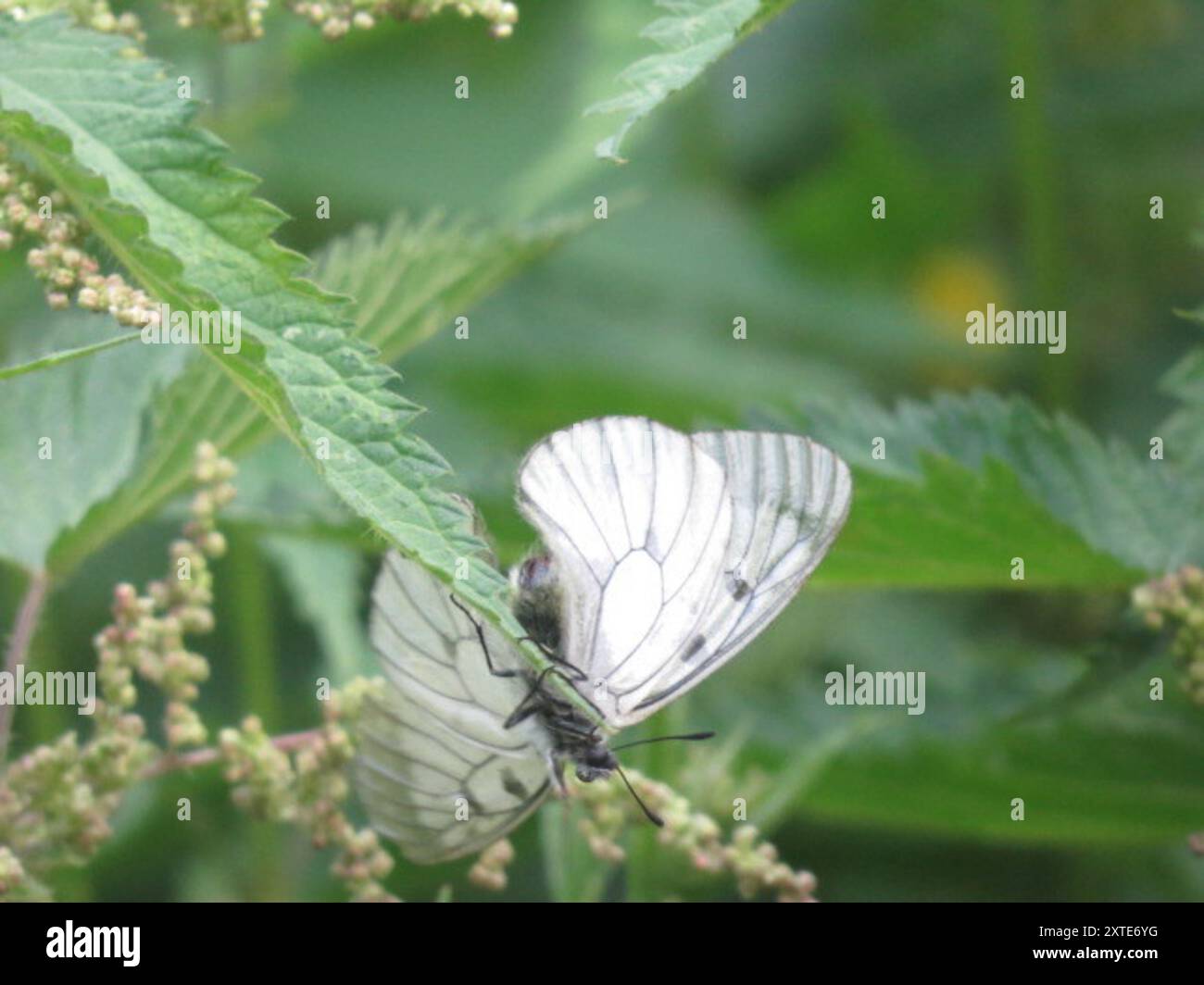 Clouded Apollo (Parnassius mnemosyne) Insecta Stock Photo - Alamy