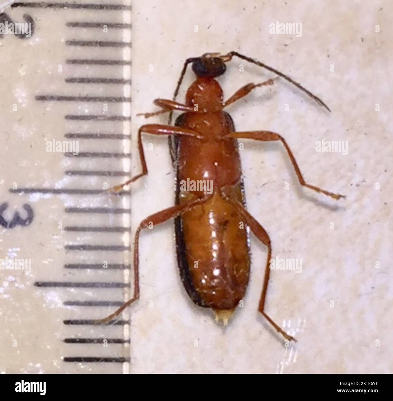 Canada Fire-colored Beetle (Dendroides canadensis) Insecta Stock Photo ...