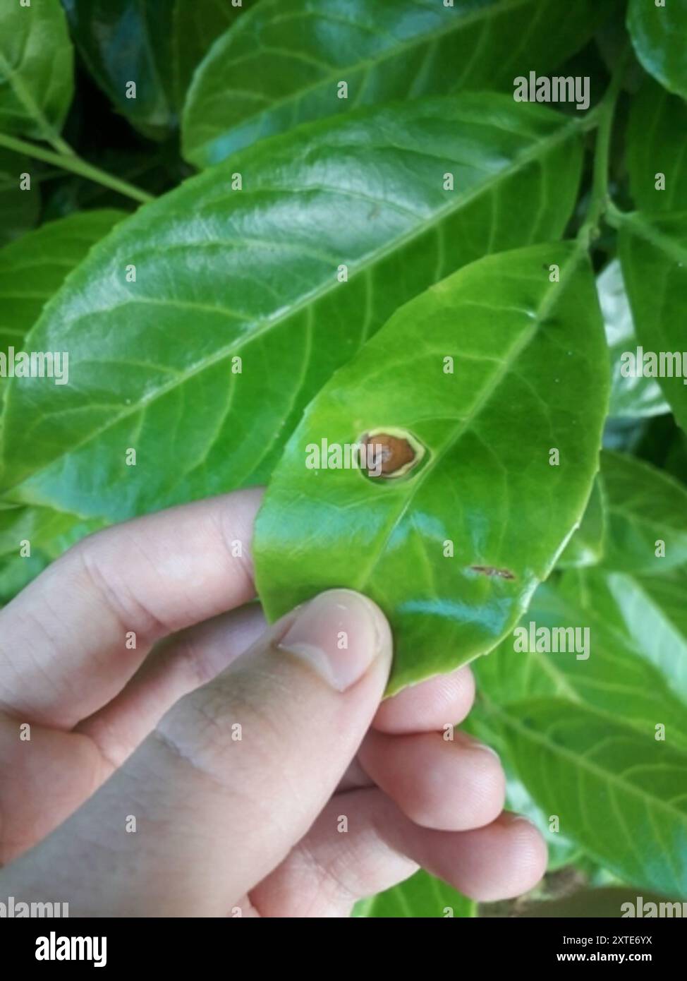 Insects (Insecta) Insecta Stock Photo - Alamy