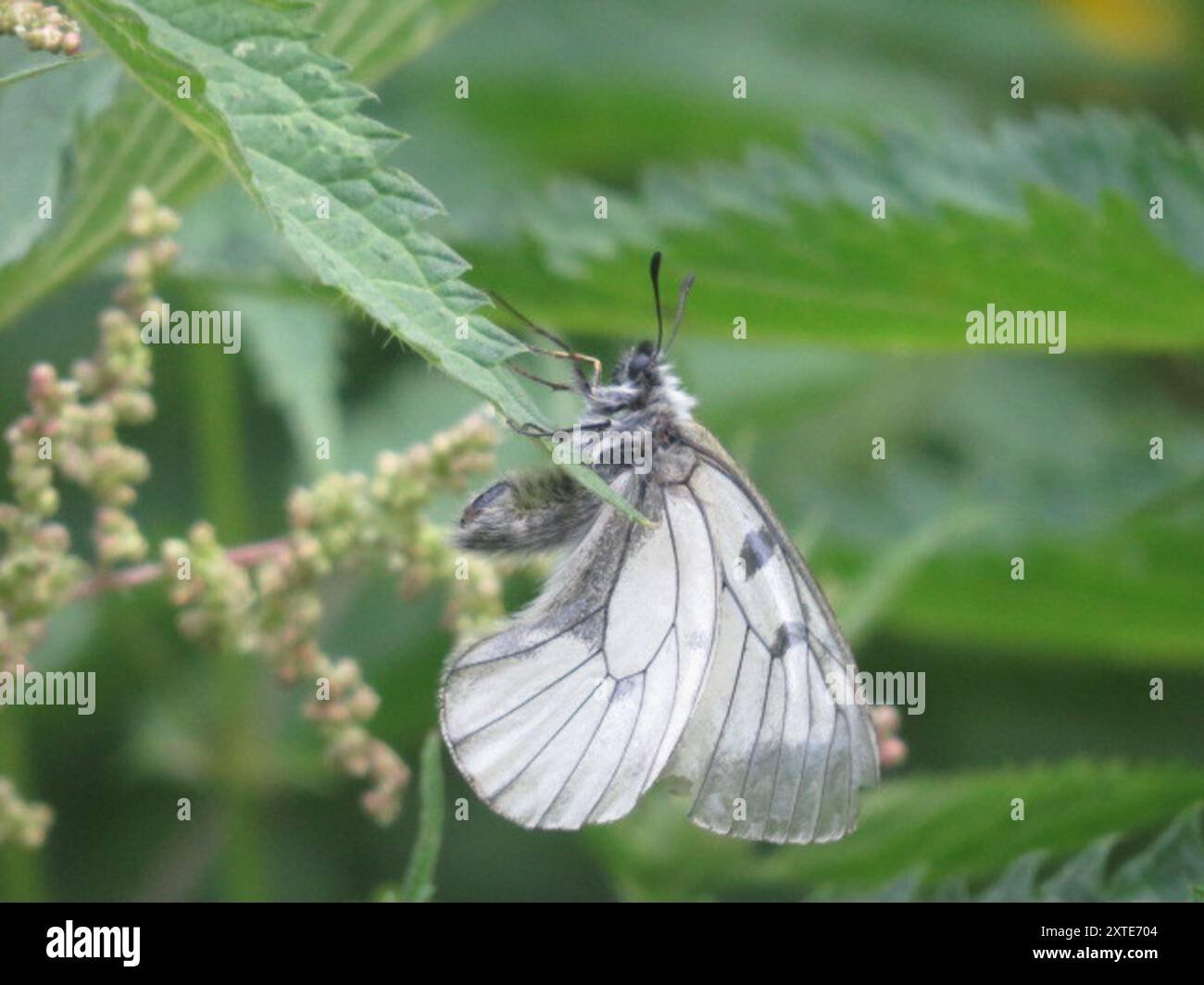 Clouded Apollo (Parnassius mnemosyne) Insecta Stock Photo - Alamy