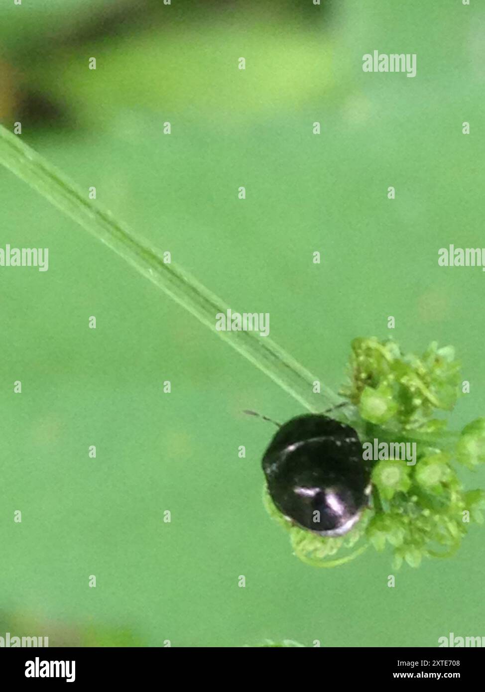 Stink Bugs, Shield Bugs, and Allies (Pentatomoidea) Insecta Stock Photo ...