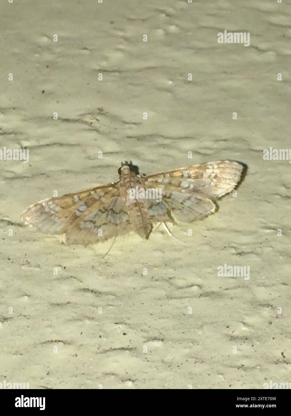 Salvinia Stem Borer Moth (Samea multiplicalis) Insecta Stock Photo - Alamy