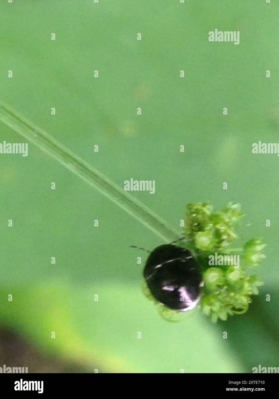 Stink Bugs, Shield Bugs, and Allies (Pentatomoidea) Insecta Stock Photo ...