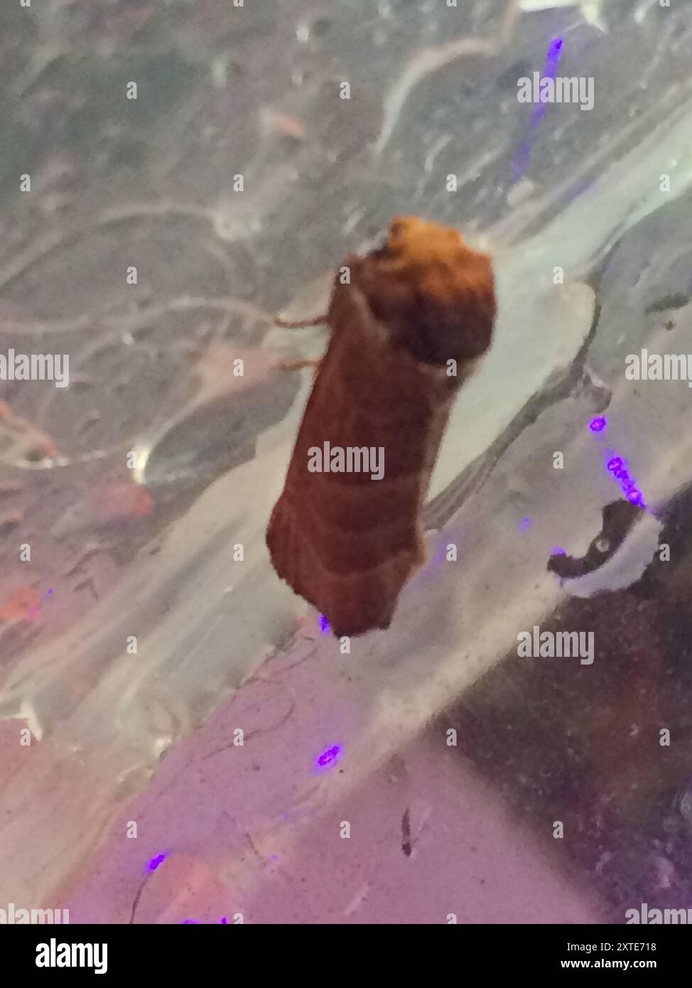 Walnut Caterpillar Moth (Datana integerrima) Insecta Stock Photo - Alamy