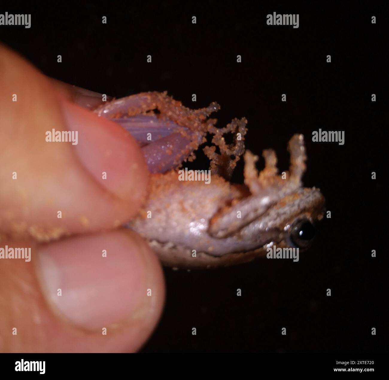 Pine Woods Tree Frog (Hyla femoralis) Amphibia Stock Photo - Alamy