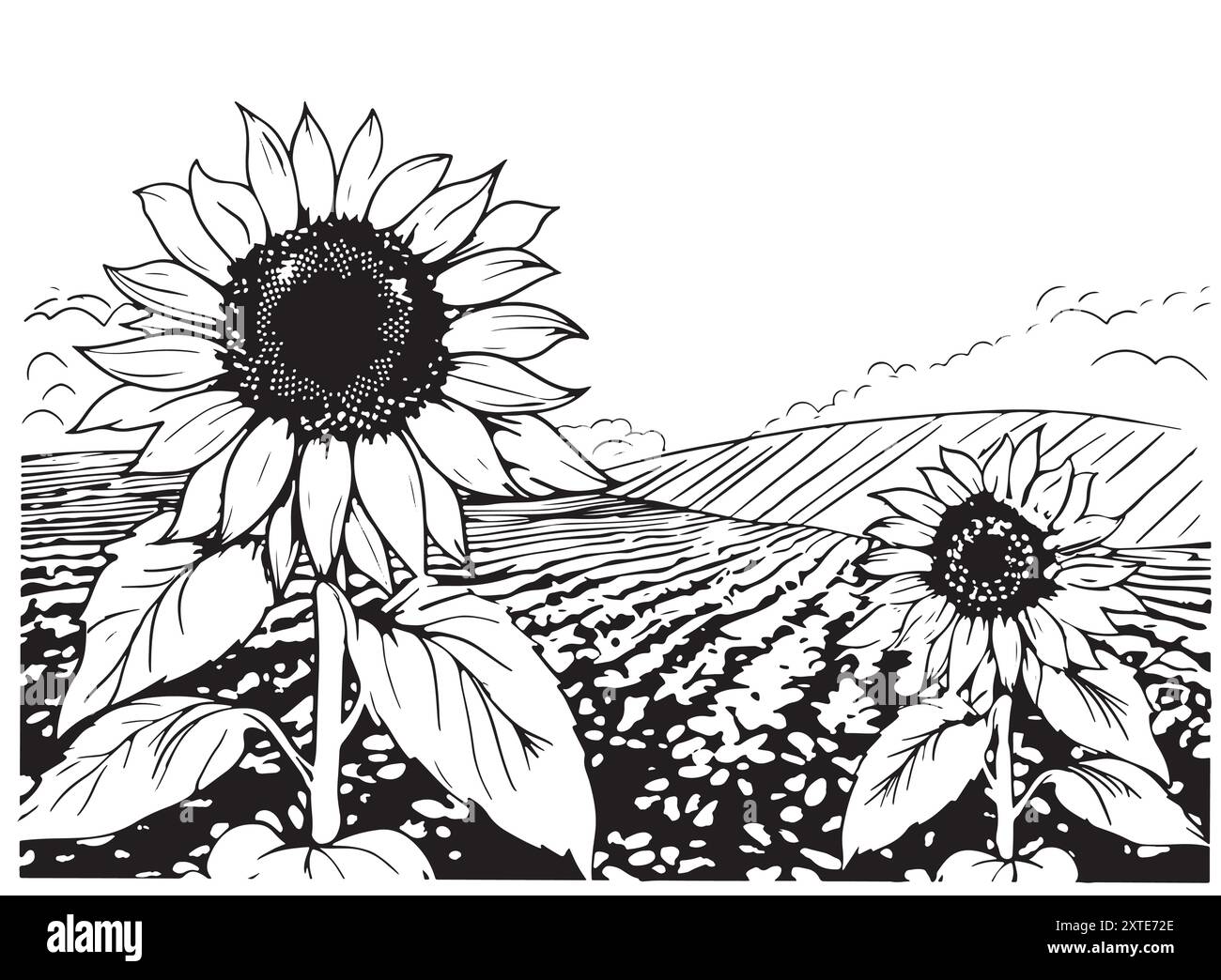 Sunflower Plant Clipart Black And White