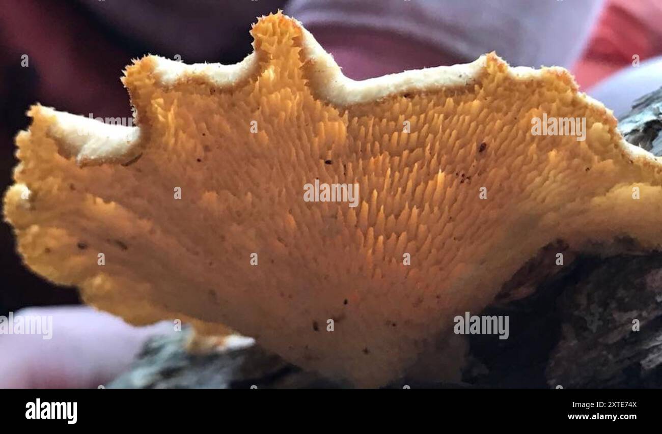 hexagonal-pored polypore (Neofavolus alveolaris) Fungi Stock Photo - Alamy
