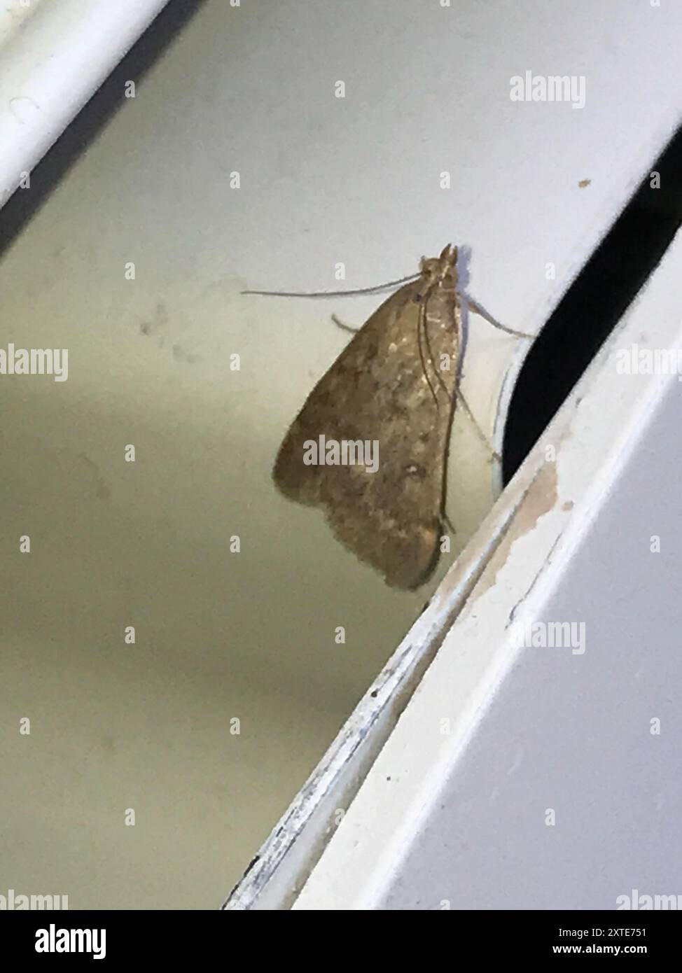 Garden Webworm Moth (Achyra rantalis) Insecta Stock Photo - Alamy