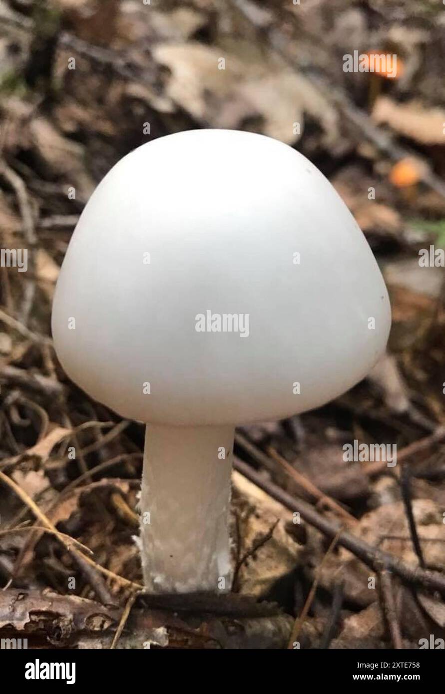 Eastern North American Destroying Angel (Amanita bisporigera) Fungi ...