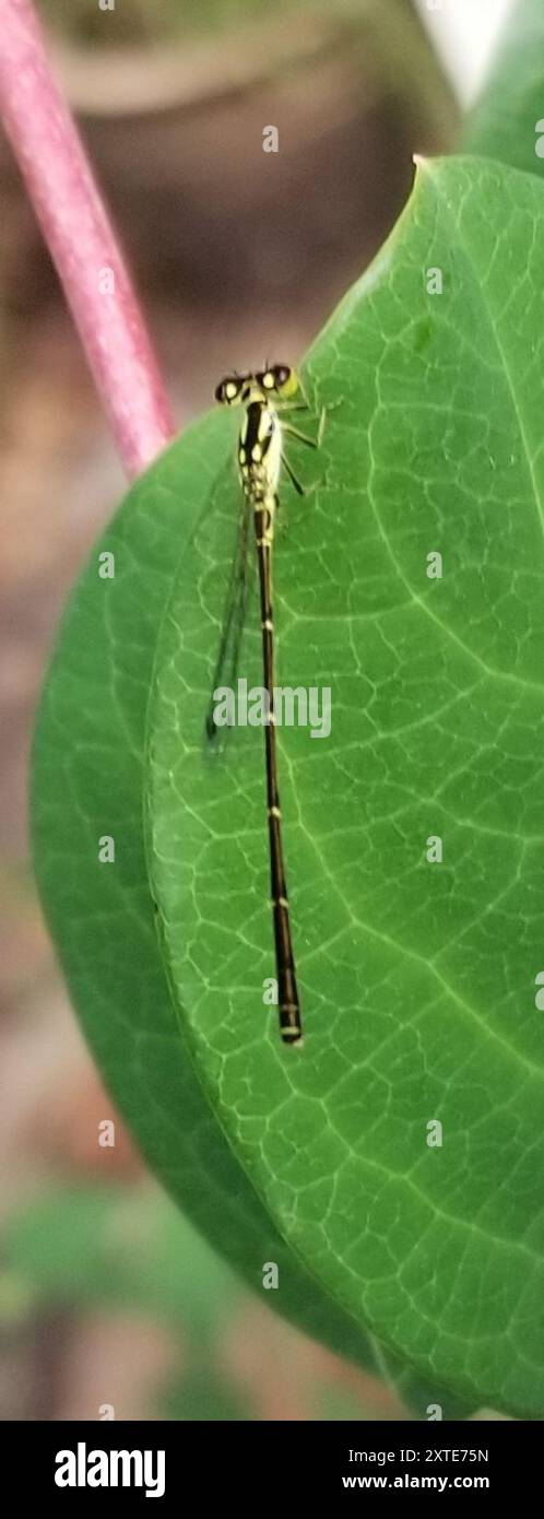 Fragile Forktail (Ischnura posita) Insecta Stock Photo - Alamy