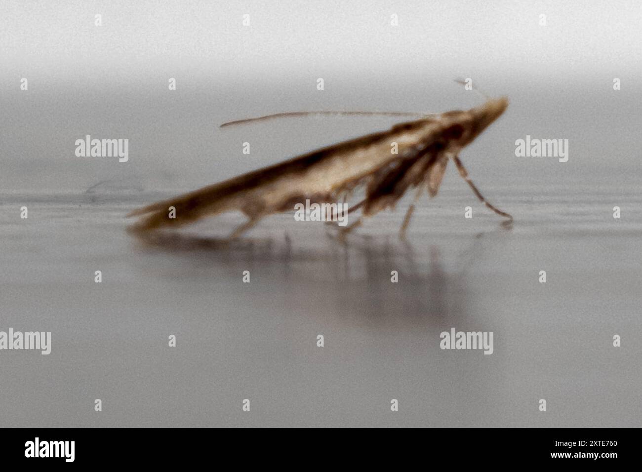 Many-spotted Dichomeris Moth (Dichomeris punctipennella) Insecta Stock ...