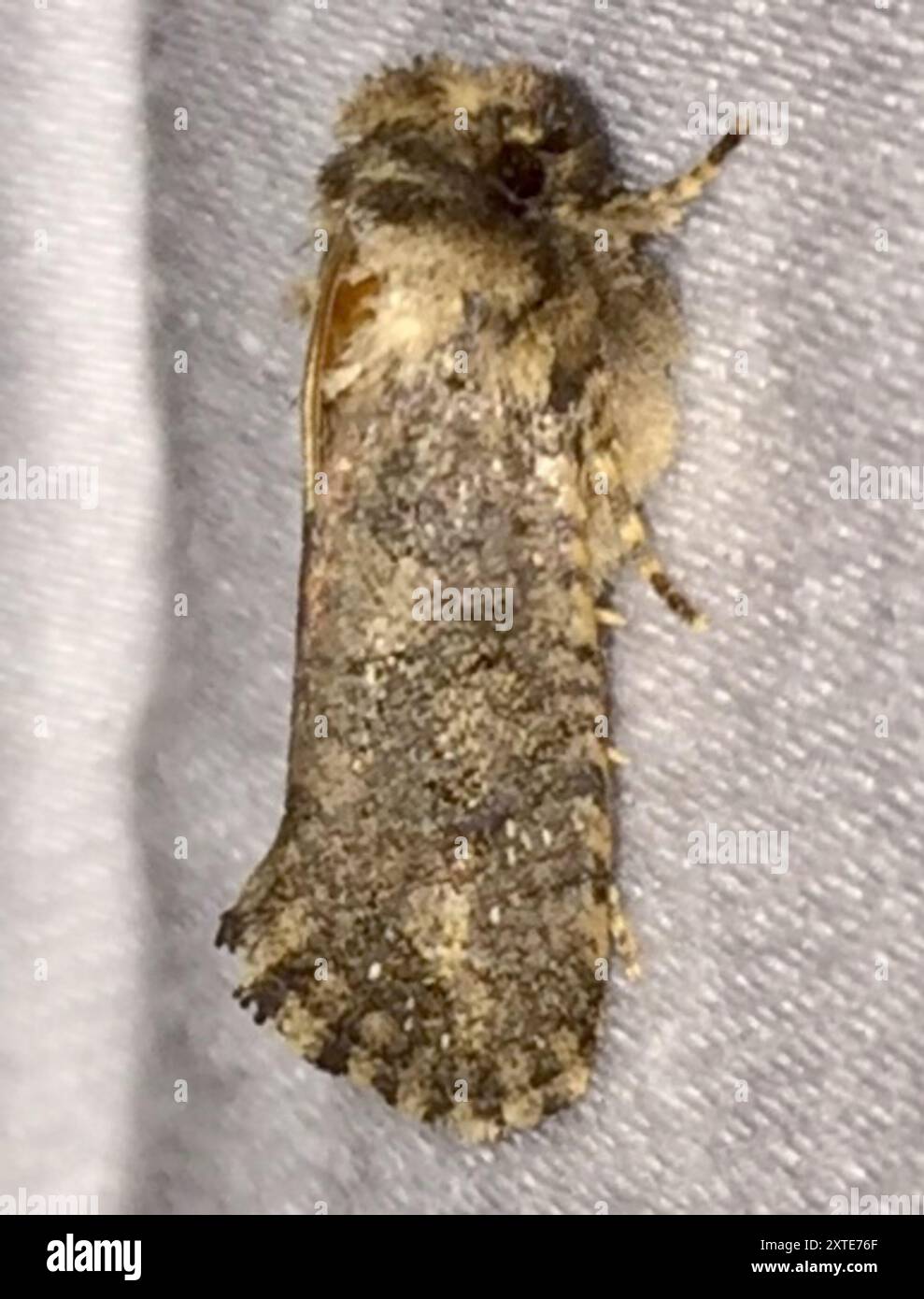 Arcane Grass Tubeworm Moth (Acrolophus arcanella) Insecta Stock Photo ...