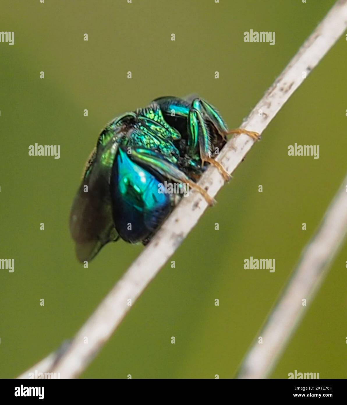 (Euperilampus triangularis) Insecta Stock Photo - Alamy