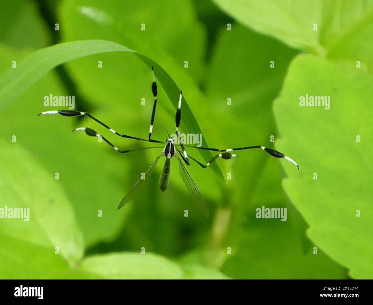 Eastern Phantom Crane Fly (Bittacomorpha clavipes) Insecta Stock Photo ...