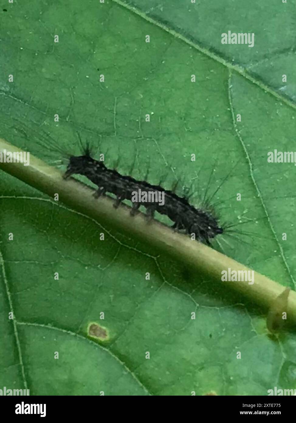 Spongy Moth (Lymantria dispar) Insecta Stock Photo - Alamy