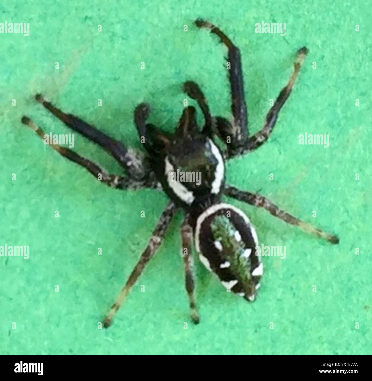 Golden Jumping Spider (Paraphidippus aurantius) Arachnida Stock Photo ...