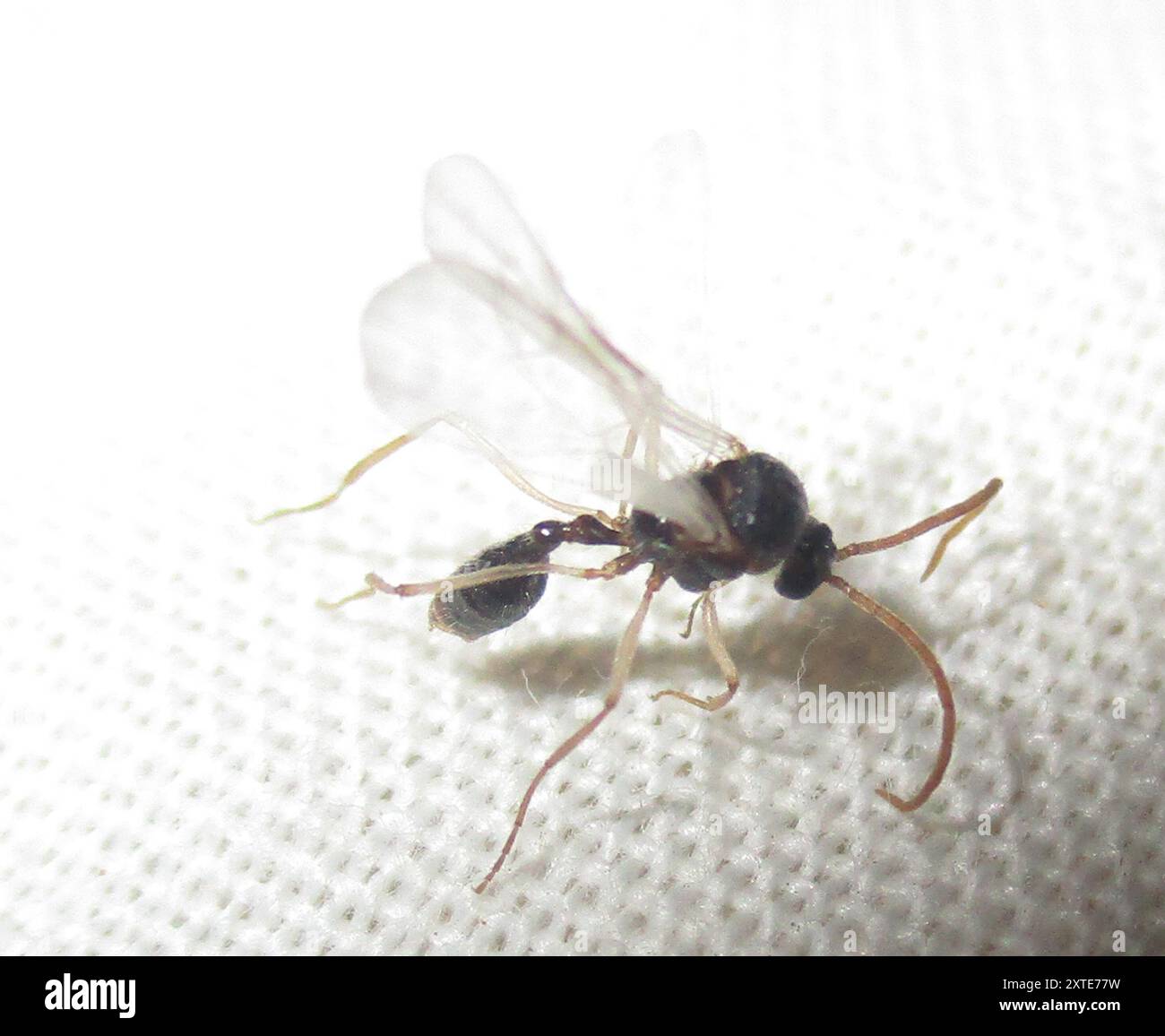 Ants (Formicidae) Insecta Stock Photo - Alamy