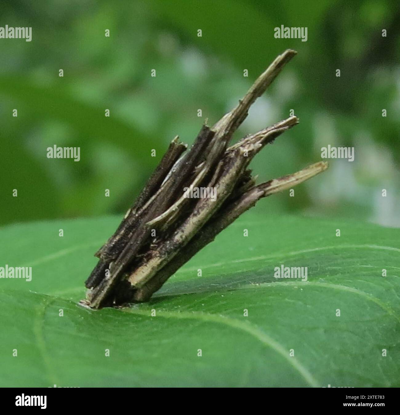 Common Bagworm Moth (Psyche casta) Insecta Stock Photo - Alamy