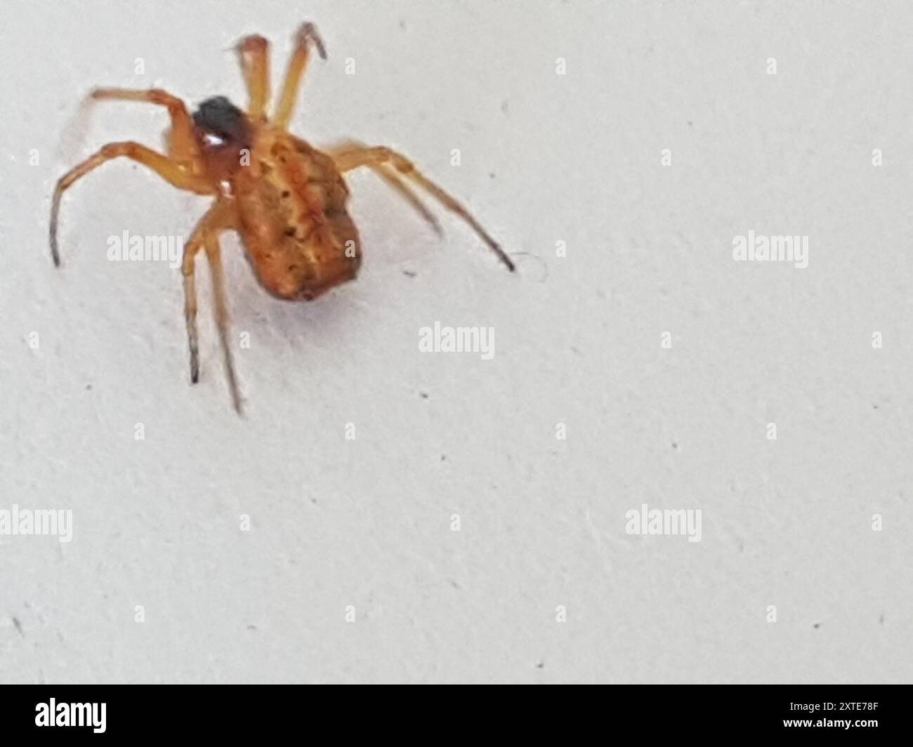 (Hypsosinga heri) Arachnida Stock Photo - Alamy