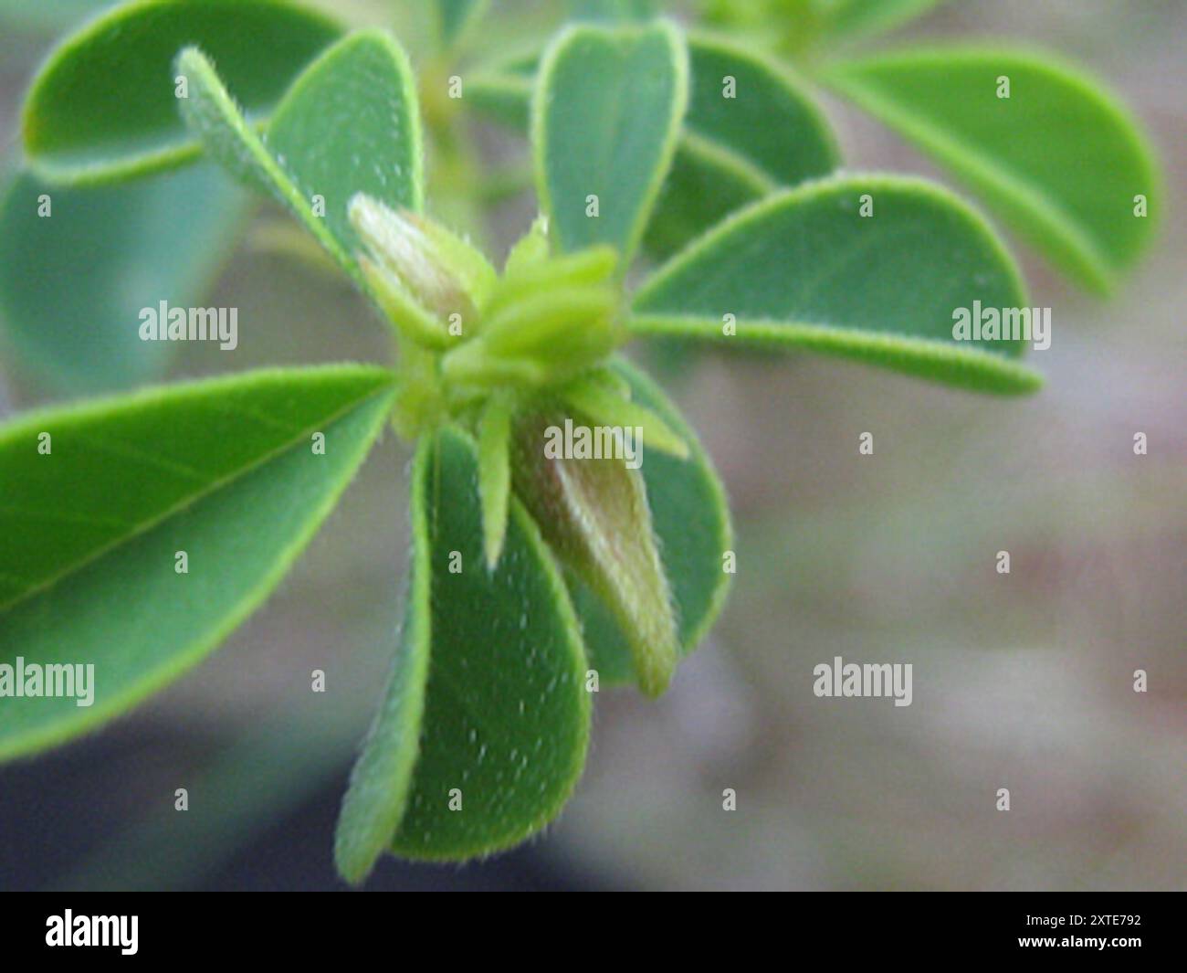 Rattlepods (Crotalaria) Plantae Stock Photo - Alamy