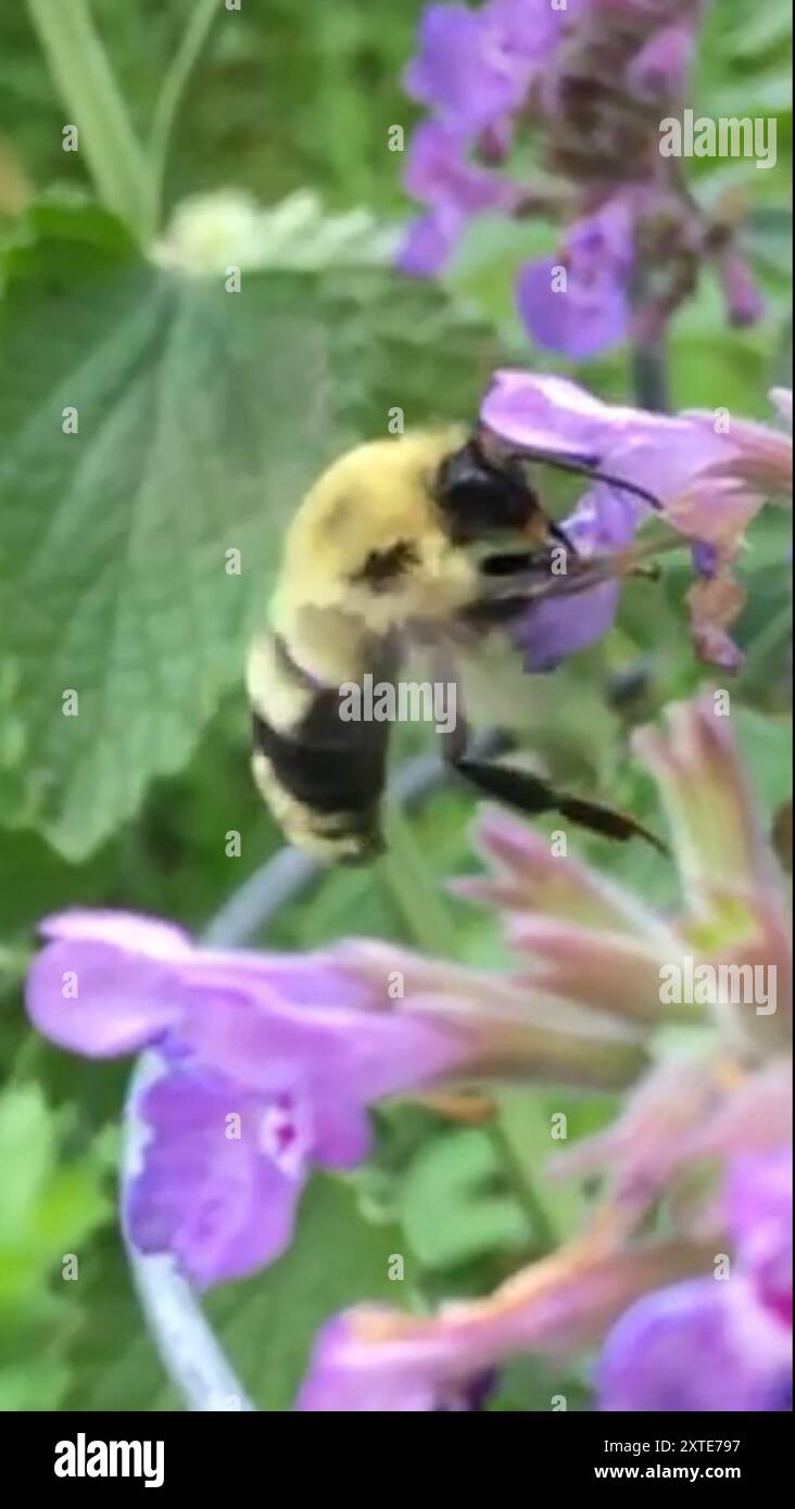 Two-spotted Bumble Bee (Bombus bimaculatus) Insecta Stock Photo - Alamy