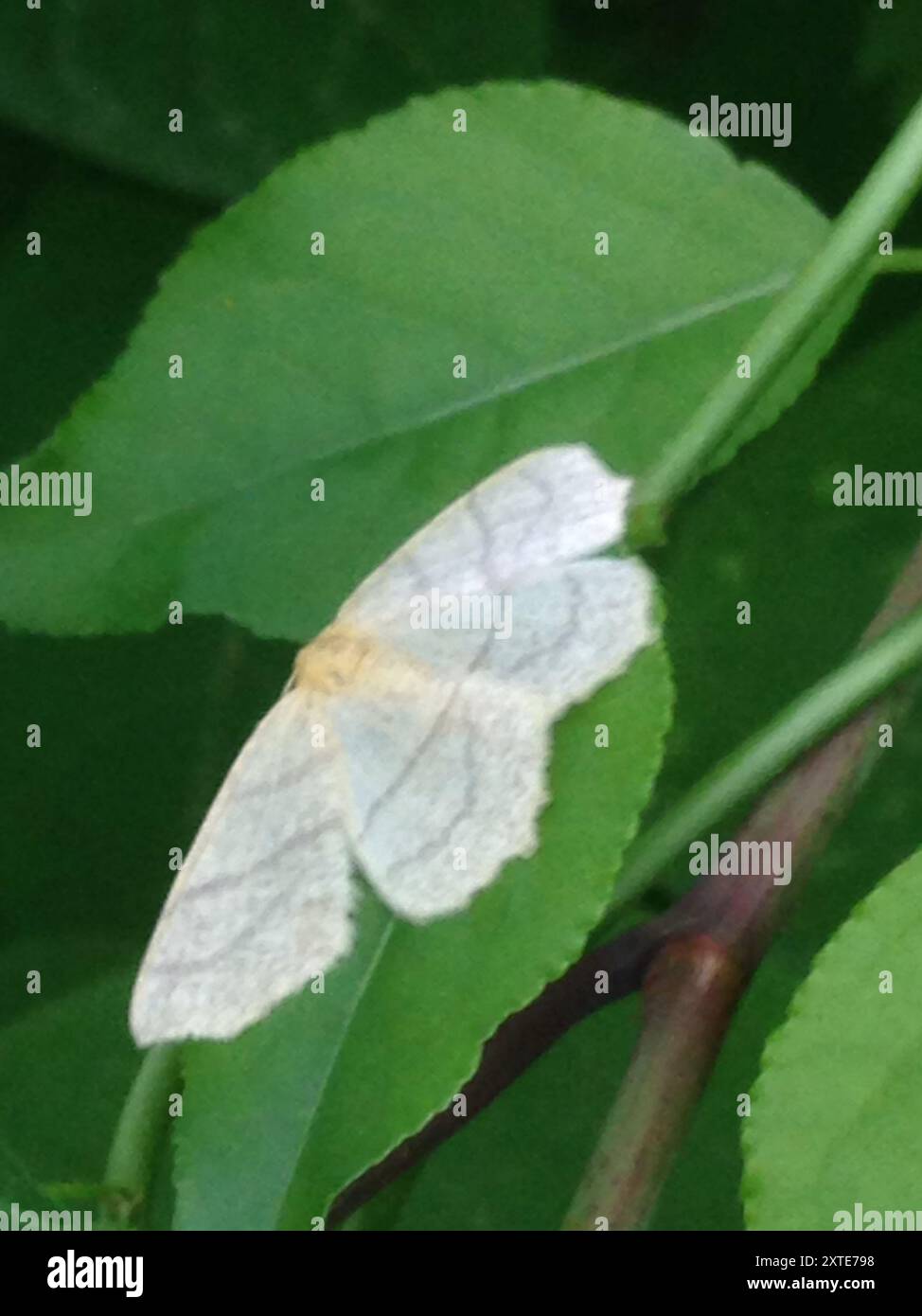 Straw Besma Moth (Besma endropiaria) Insecta Stock Photo - Alamy