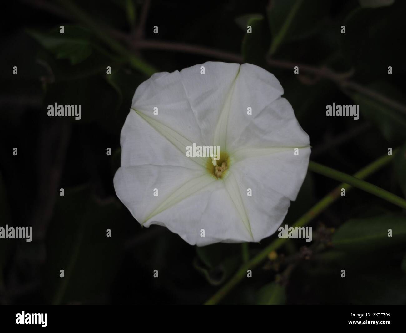 beach moonflower (Ipomoea violacea) Plantae Stock Photo - Alamy