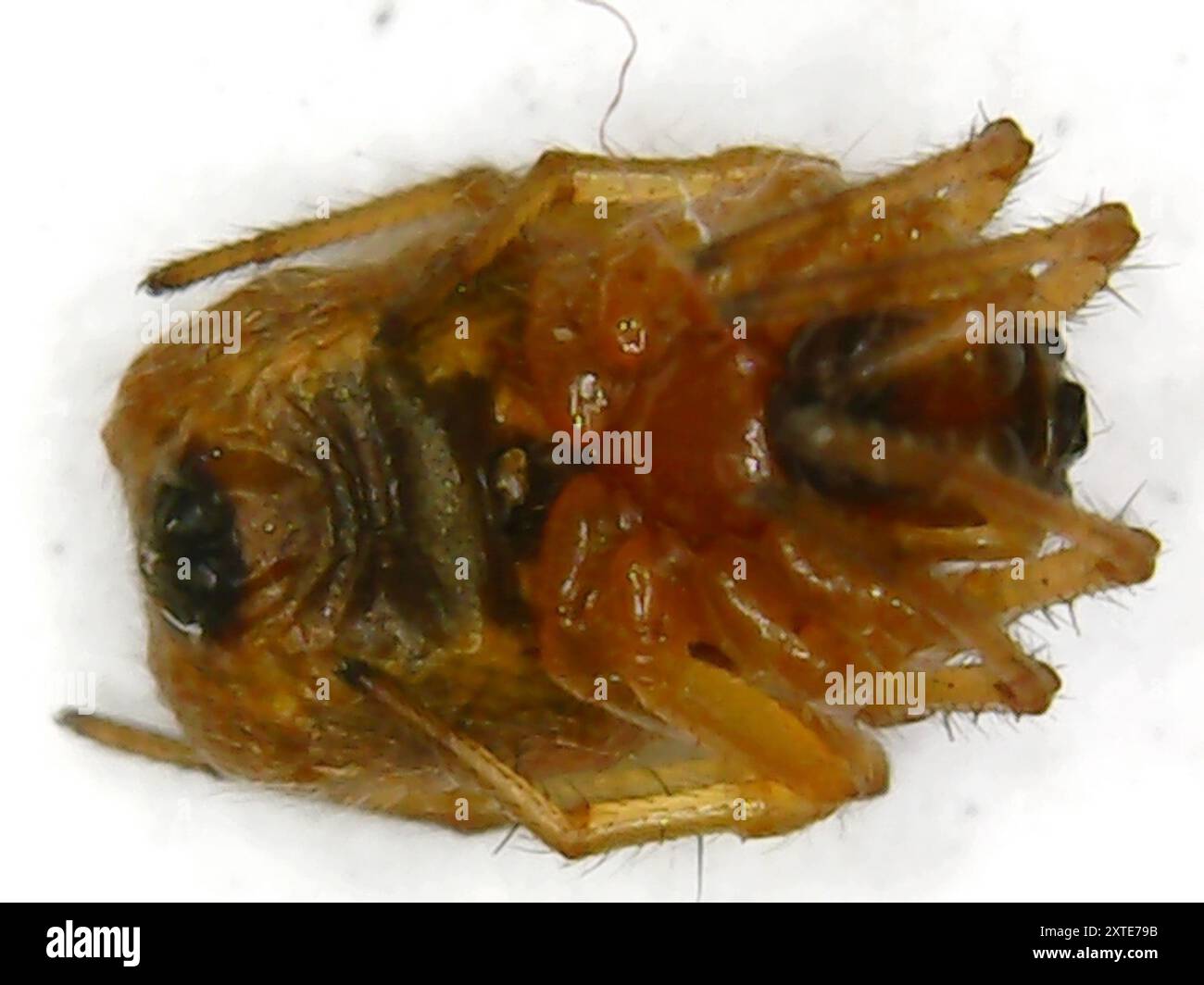 (Hypsosinga heri) Arachnida Stock Photo - Alamy