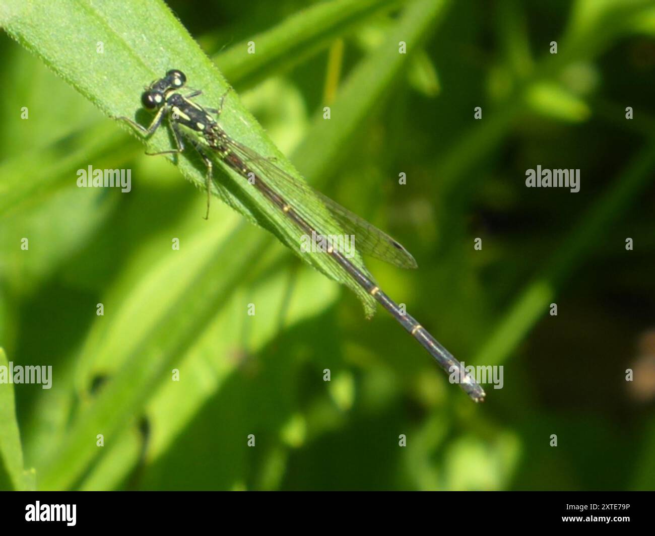 Fragile Forktail (Ischnura posita) Insecta Stock Photo - Alamy