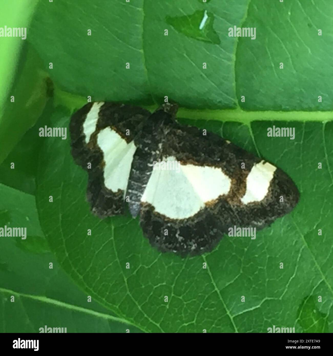Common Spring Moth (Heliomata cycladata) Insecta Stock Photo - Alamy