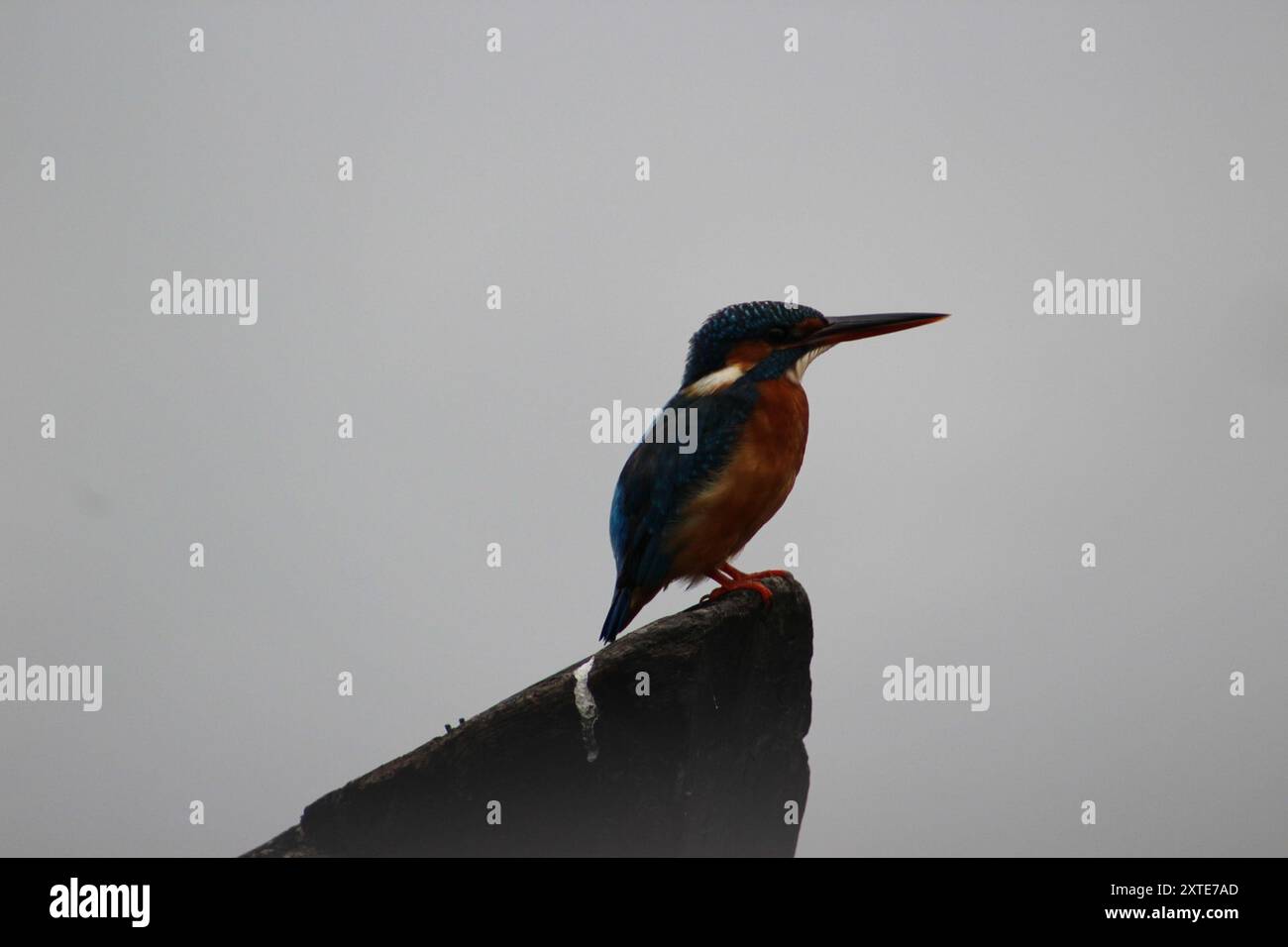 Common Kingfisher (Alcedo atthis) Aves Stock Photo - Alamy