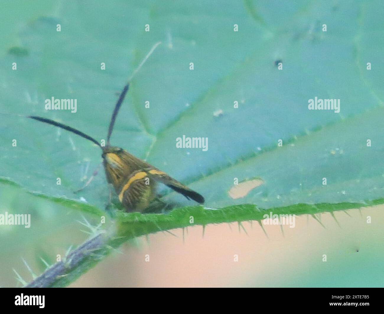 (Nemophora degeerella) Insecta Stock Photo - Alamy