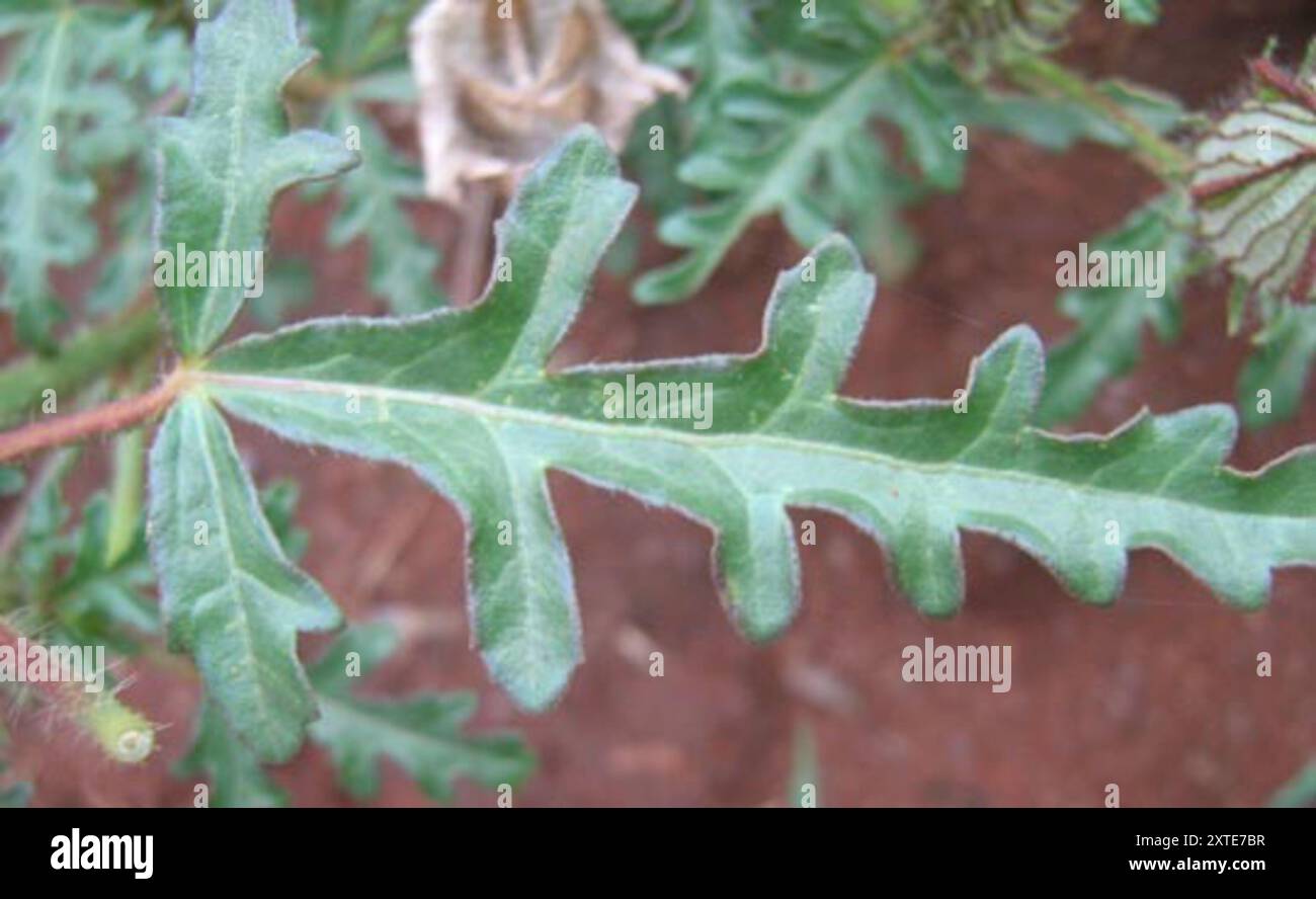 flower-of-an-hour (Hibiscus trionum) Plantae Stock Photo - Alamy