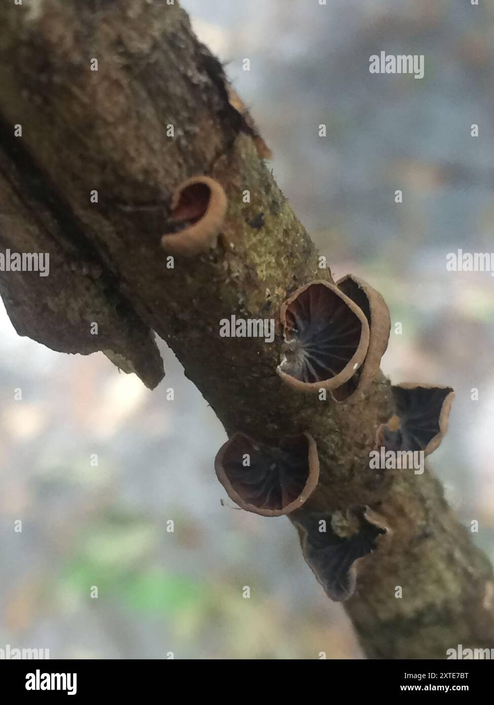 (Anthracophyllum lateritium) Fungi Stock Photo - Alamy