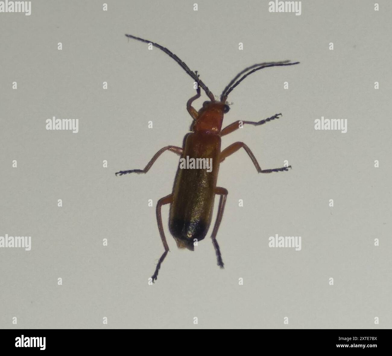 Common Red Soldier Beetle (Rhagonycha fulva) Insecta Stock Photo - Alamy