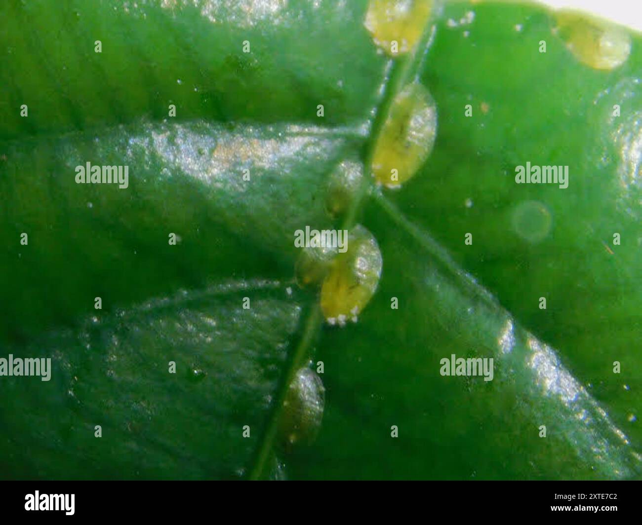 Coccus viridis hi-res stock photography and images - Alamy