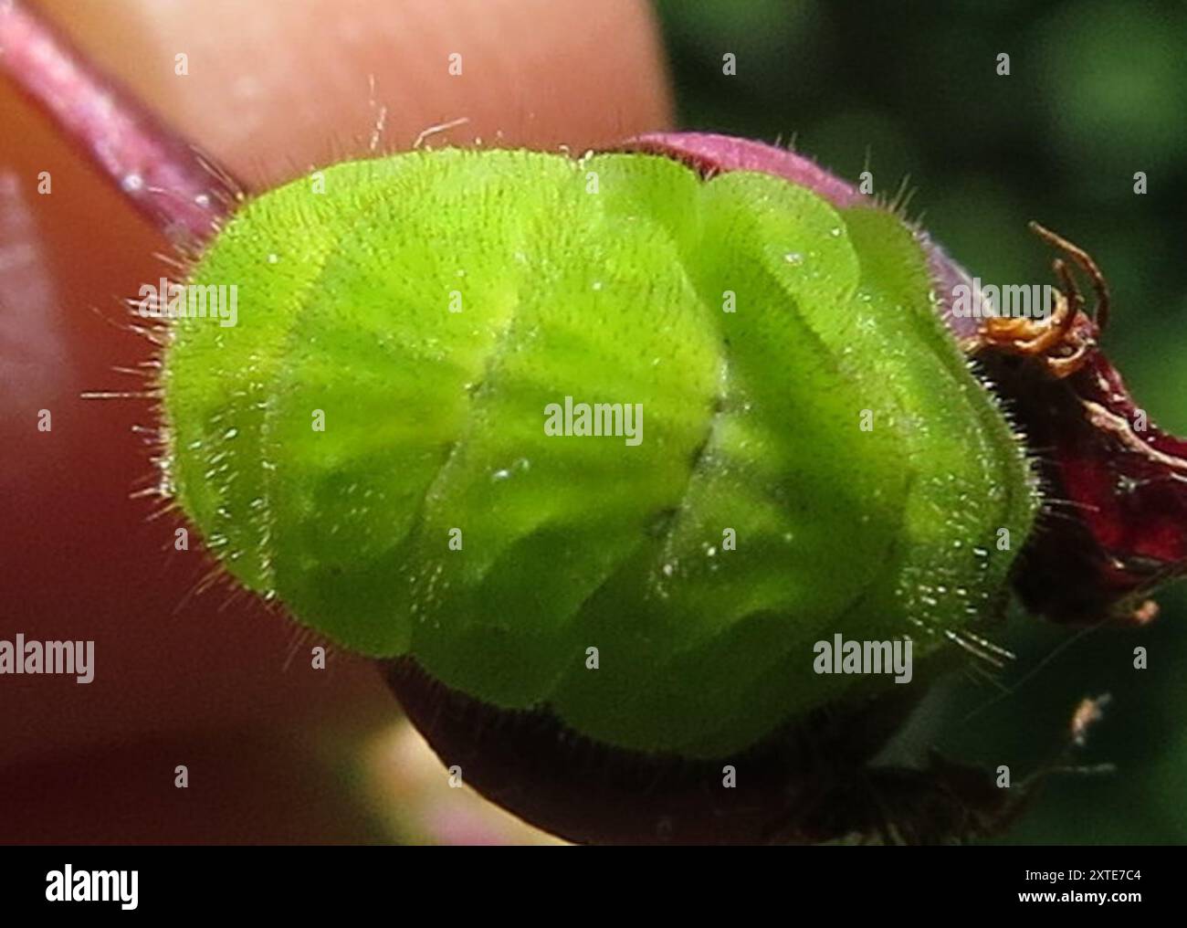 Gossamer-winged Butterflies (Lycaenidae) Insecta Stock Photo - Alamy