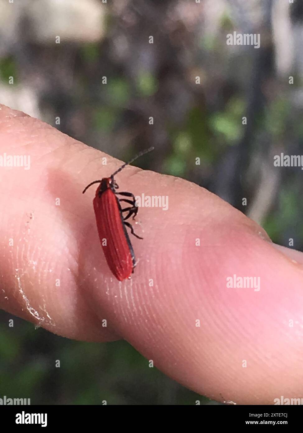 Golden Net-winged Beetle (Dictyoptera aurora) Insecta Stock Photo - Alamy